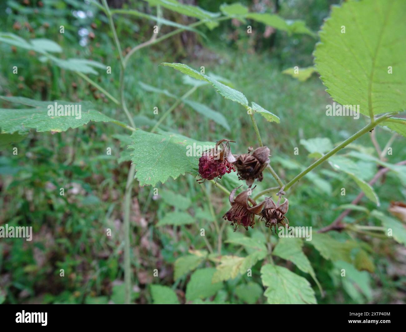red raspberry (Rubus idaeus) Plantae Stock Photo - Alamy
