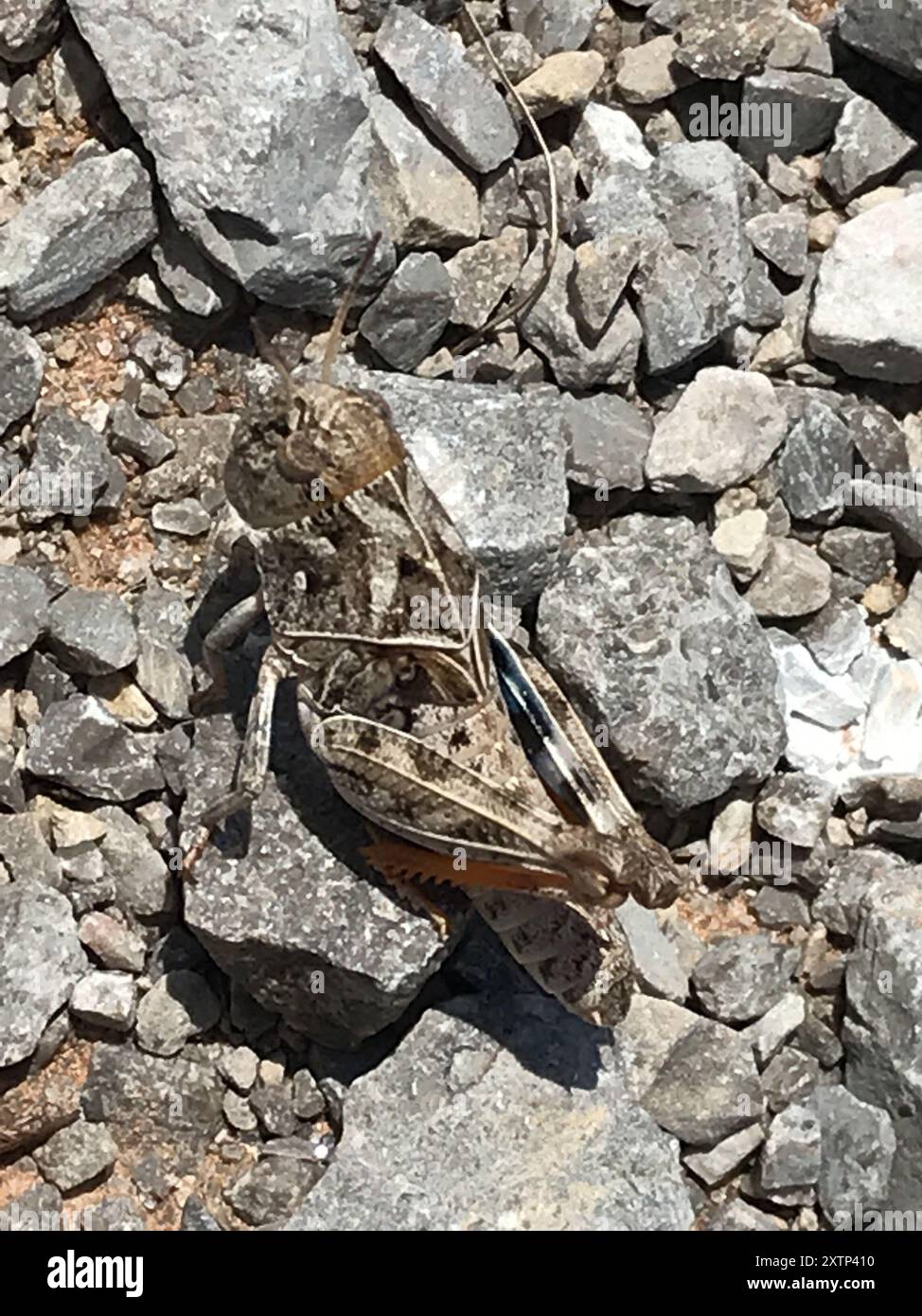 Wrinkled Grasshopper (Hippiscus ocelote) Insecta Stock Photo - Alamy