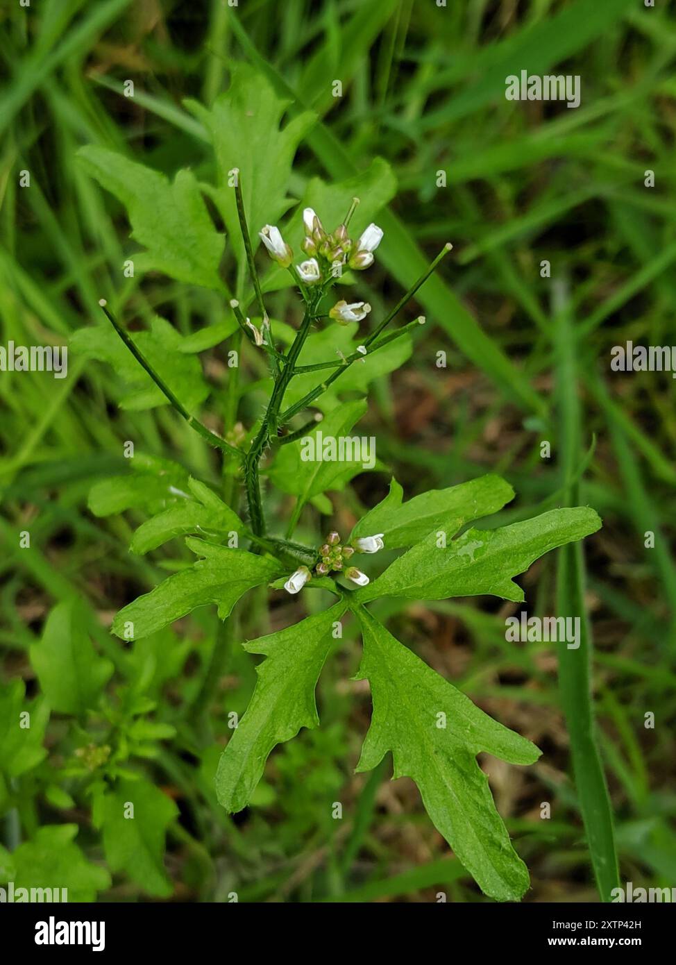 wavy bittercress (Cardamine flexuosa) Plantae Stock Photo - Alamy