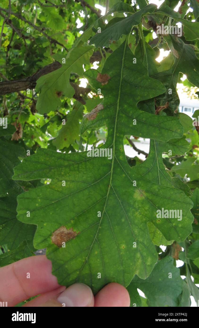 bur oak (Quercus macrocarpa) Plantae Stock Photo - Alamy