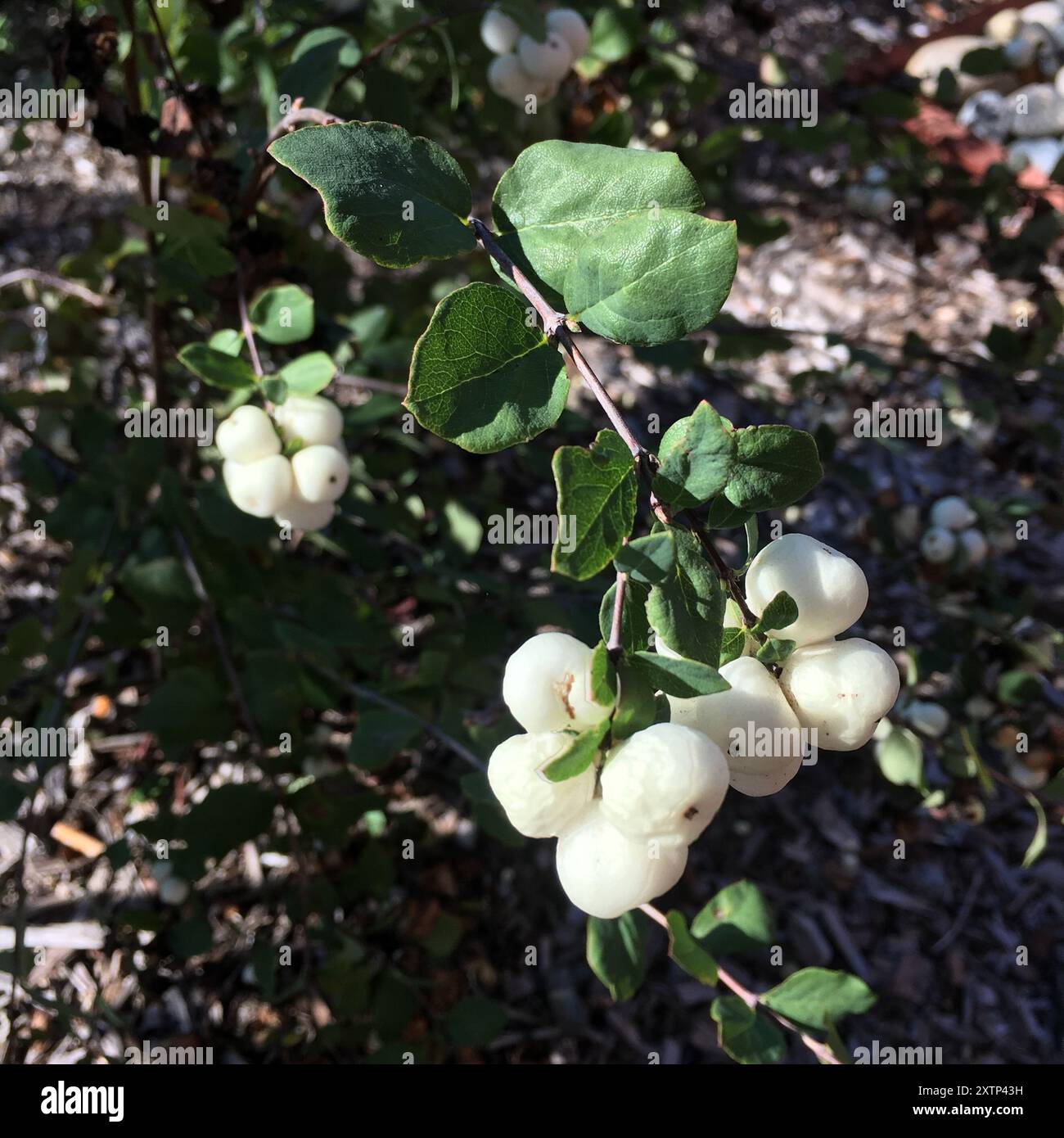 Common Snowberry (Symphoricarpos albus) Plantae Stock Photo - Alamy