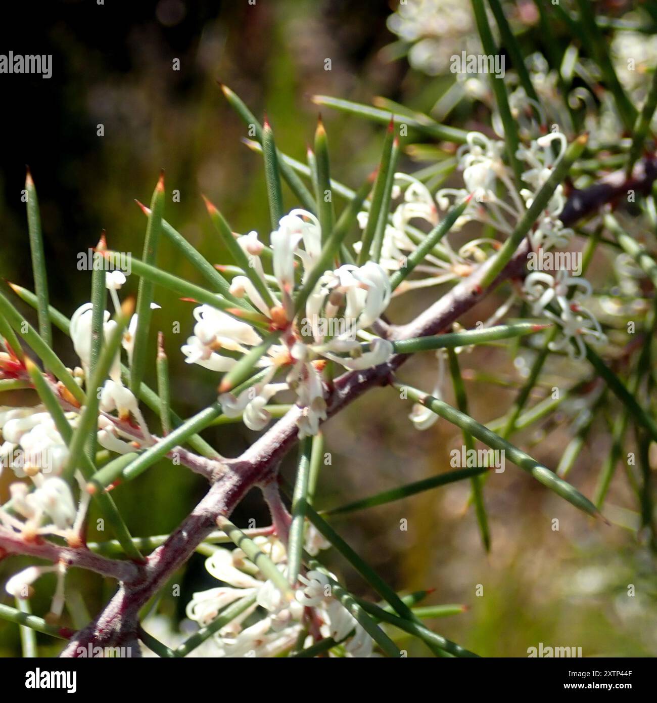 Bushy needlebush (Hakea sericea) Plantae Stock Photo - Alamy