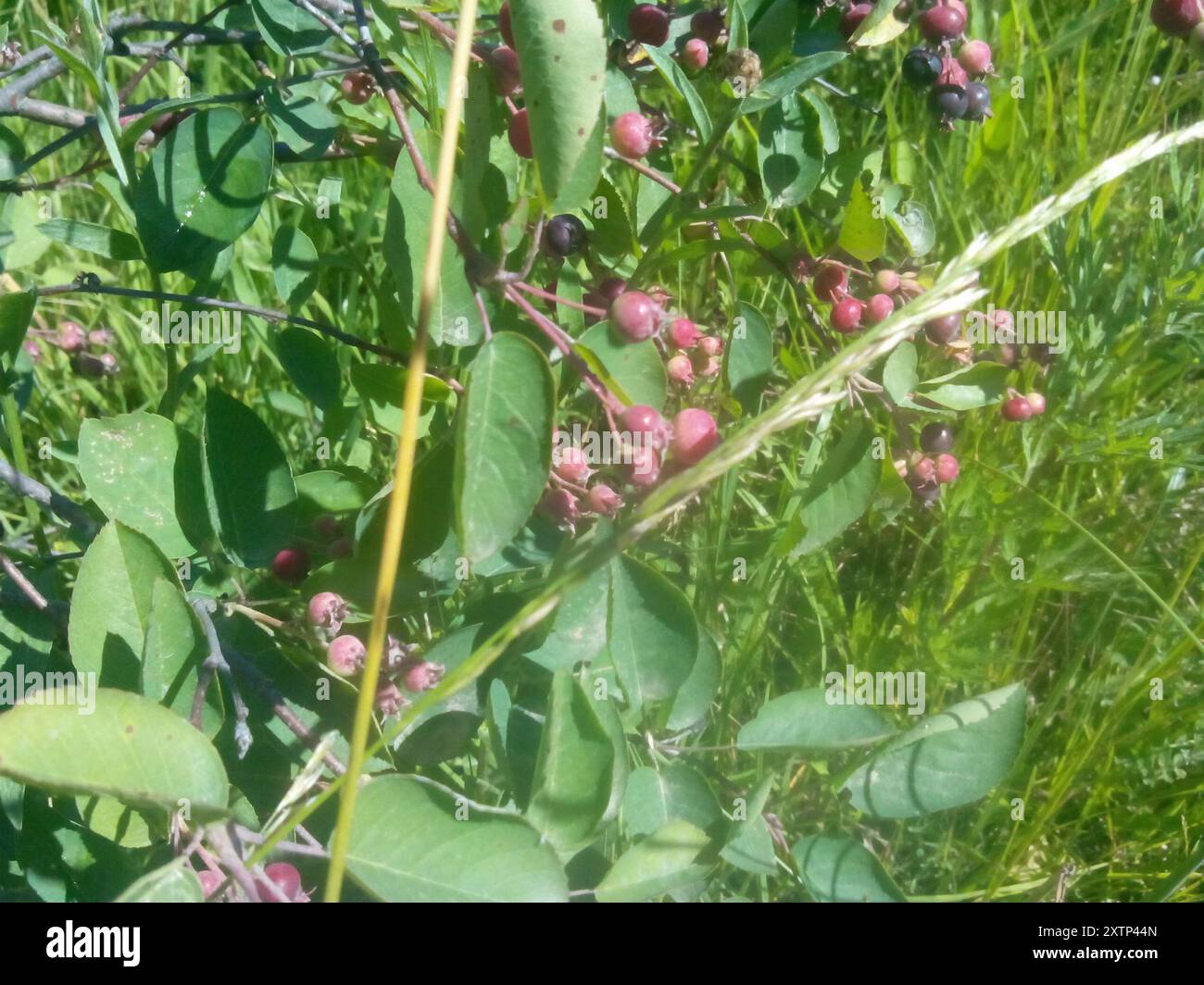 Dwarf Serviceberry (Amelanchier × spicata) Plantae Stock Photo - Alamy
