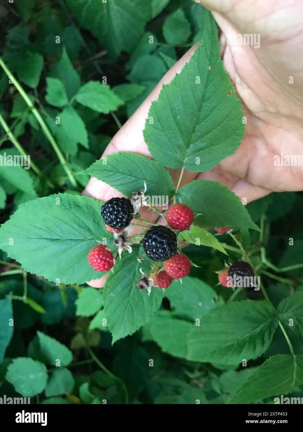 black raspberry (Rubus occidentalis) Plantae Stock Photo - Alamy