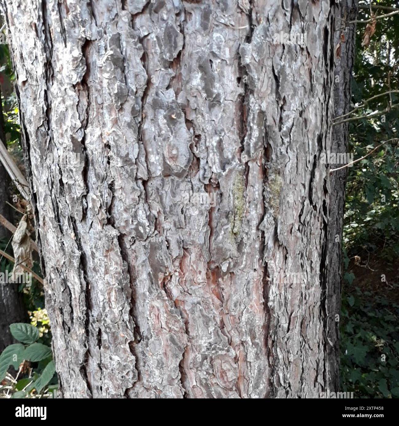 Corsican Pine (Pinus nigra laricio) Plantae Stock Photo - Alamy