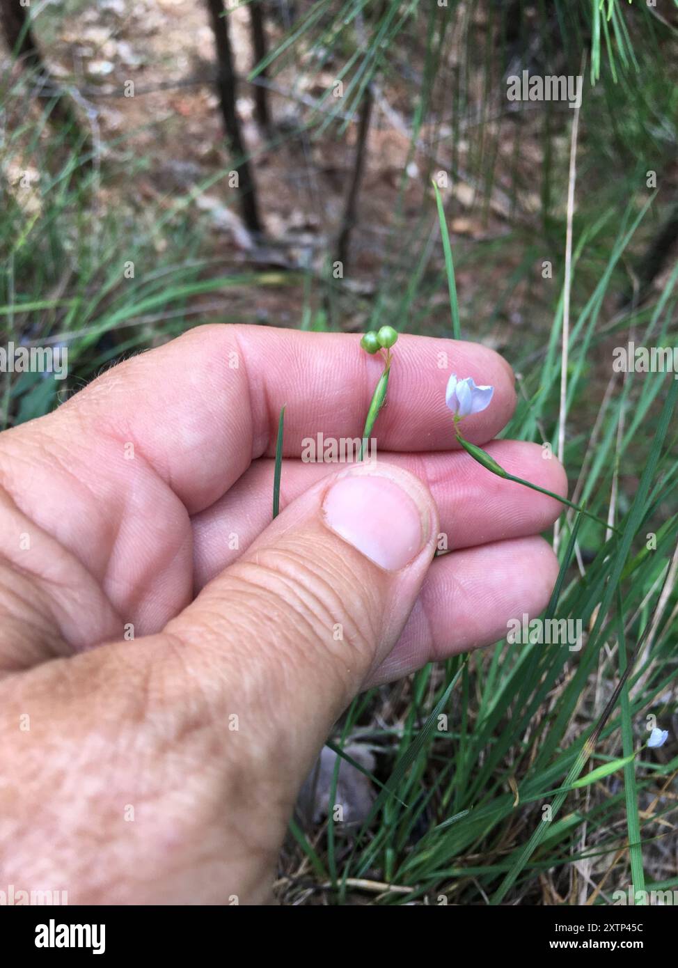 blue-eyed grasses (Sisyrinchium) Plantae Stock Photo - Alamy