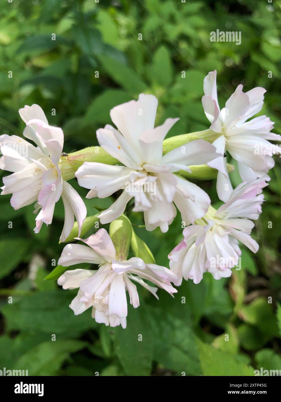 common soapwort (Saponaria officinalis) Plantae Stock Photo - Alamy