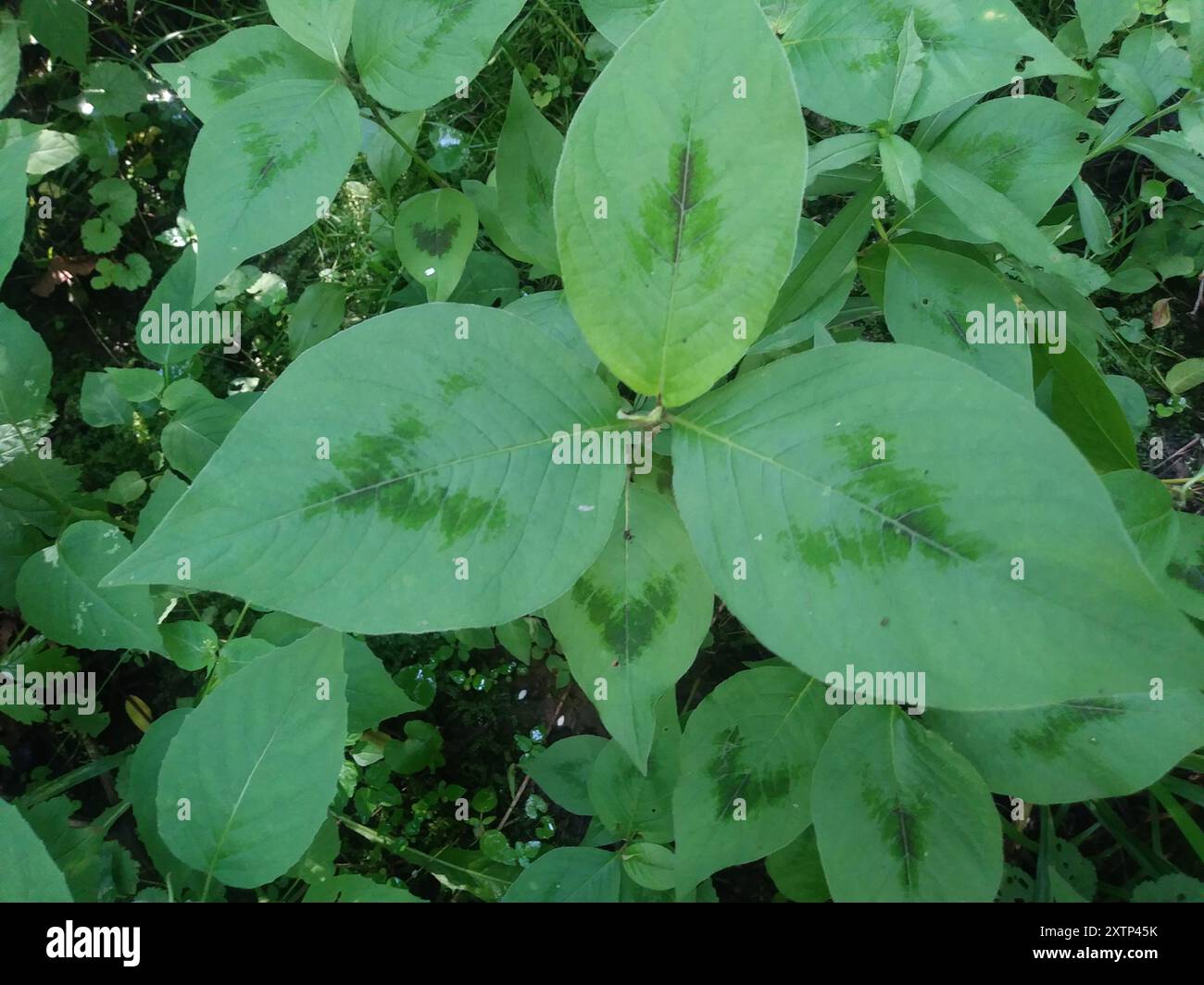 American jumpseed (Persicaria virginiana) Plantae Stock Photo - Alamy