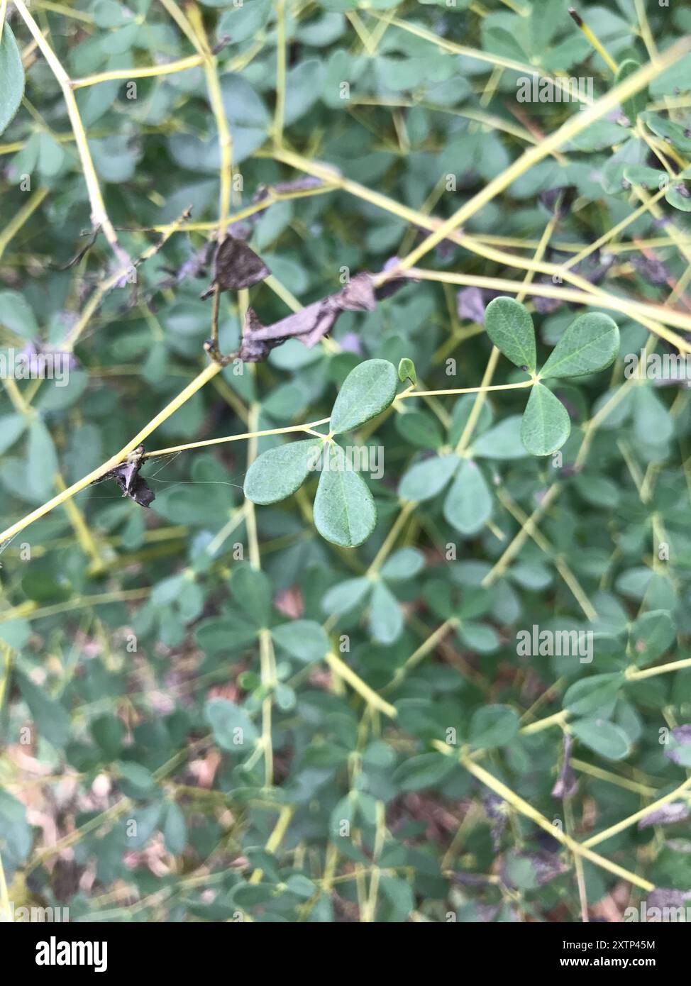 eastern wild indigo (Baptisia tinctoria) Plantae Stock Photo - Alamy