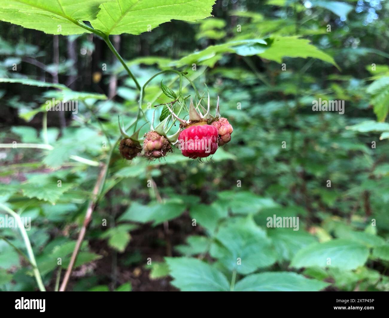 red raspberry (Rubus idaeus) Plantae Stock Photo - Alamy