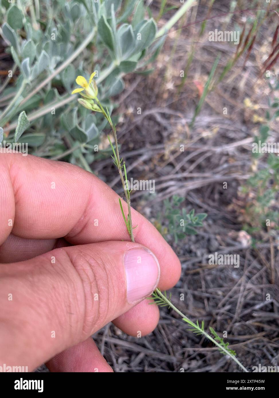 Tall Tumblemustard (Sisymbrium altissimum) Plantae Stock Photo - Alamy
