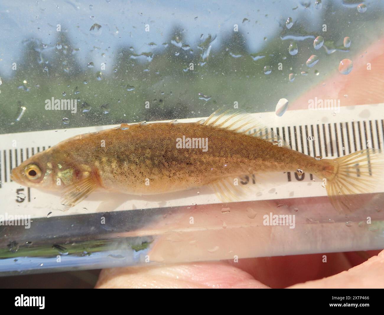 Brook Stickleback (Culaea inconstans) Actinopterygii Stock Photo - Alamy