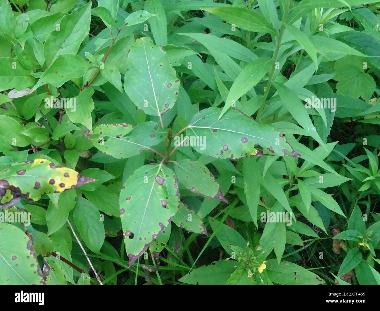 balsam poplar (Populus balsamifera) Plantae Stock Photo - Alamy