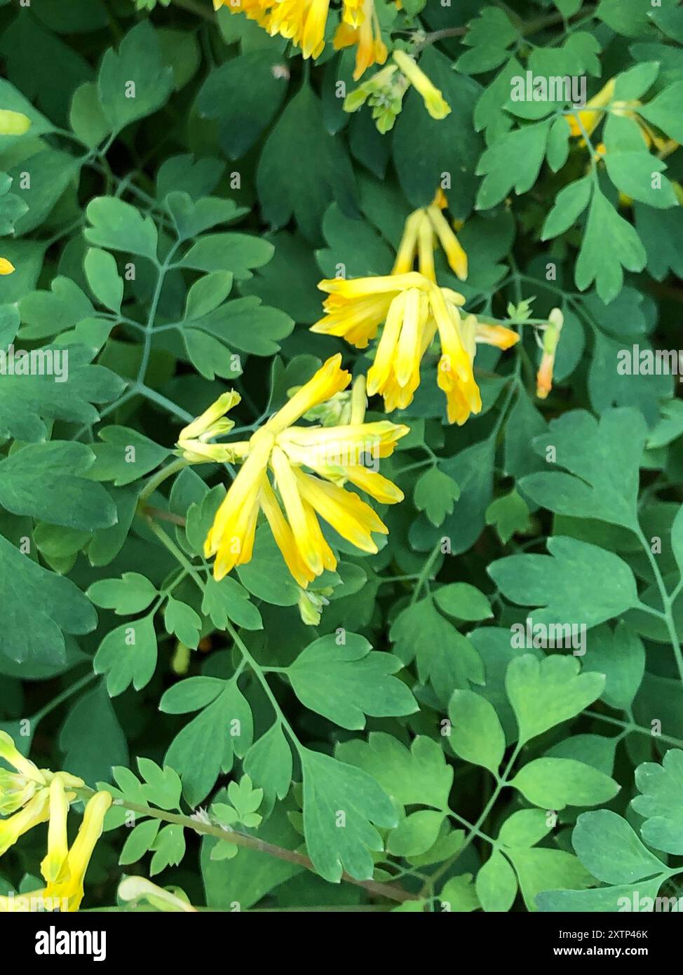 Yellow Fumitory (Pseudofumaria lutea) Plantae Stock Photo - Alamy