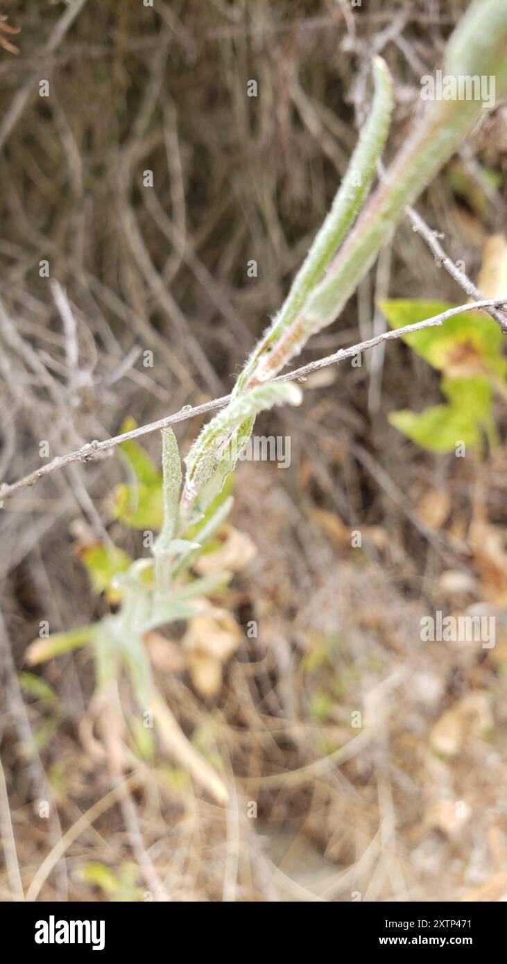 California Aster (Corethrogyne filaginifolia) Plantae Stock Photo - Alamy