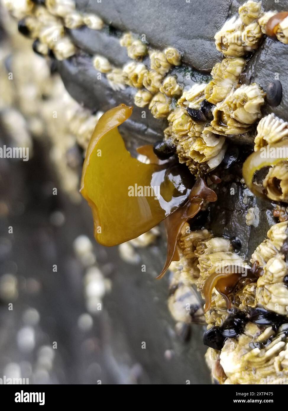 Iridescent Algae (Mazzaella) Plantae Stock Photo - Alamy