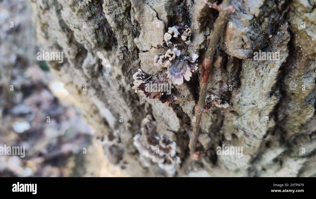 bracket fungi (Polyporaceae) Fungi Stock Photo - Alamy