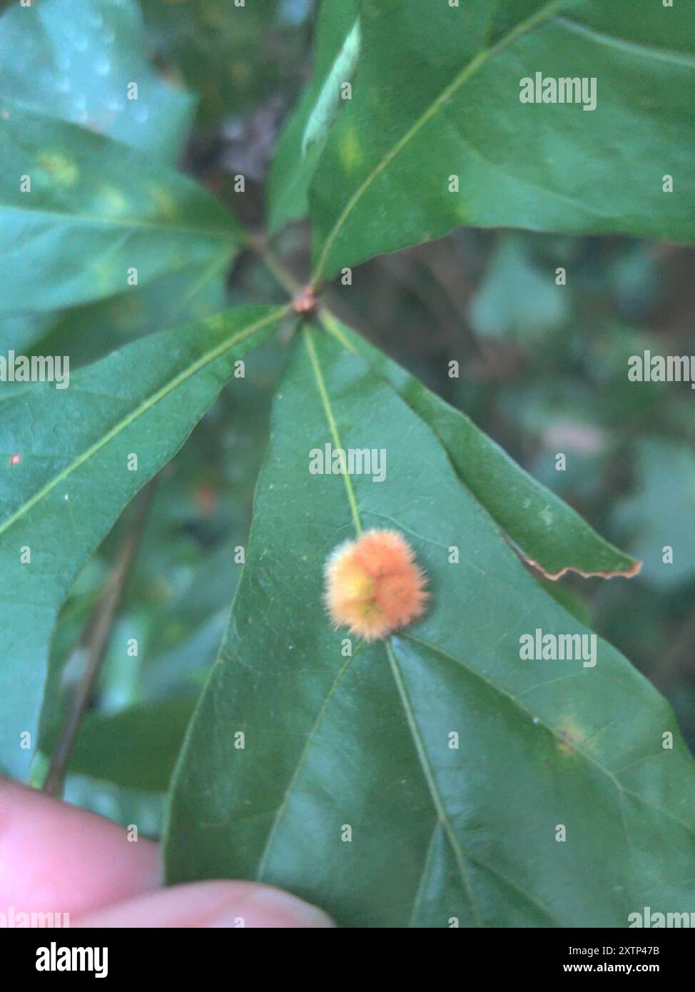 Furry Oak Leaf Gall Wasp (Callirhytis furva) Insecta Stock Photo - Alamy