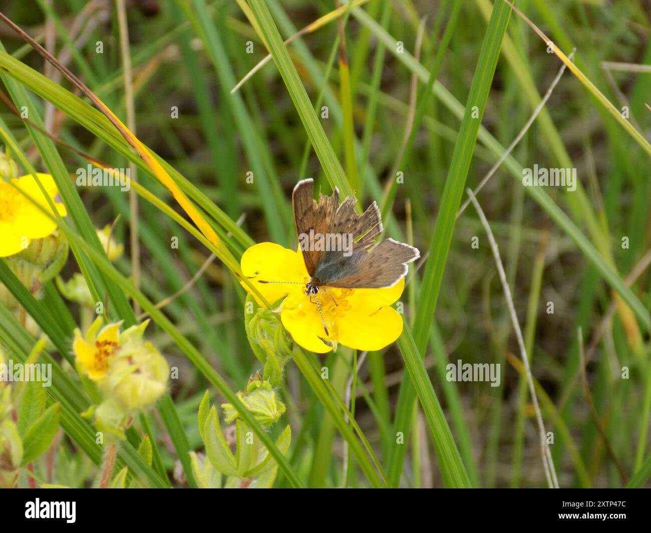 Dorcas Copper (Tharsalea dorcas) Insecta Stock Photo - Alamy