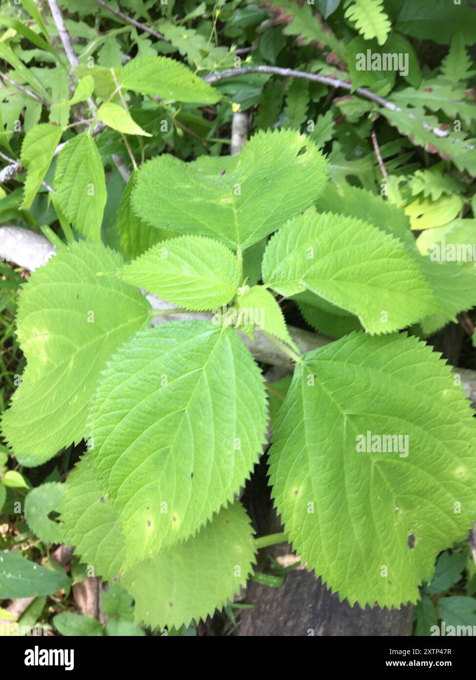wood nettle (Laportea canadensis) Plantae Stock Photo - Alamy