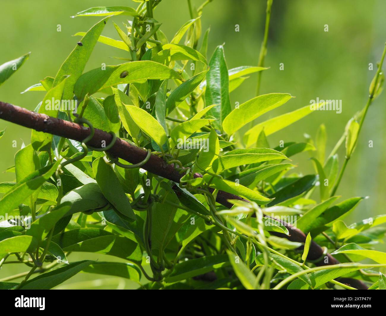 skunk vine (Paederia foetida) Plantae Stock Photo - Alamy