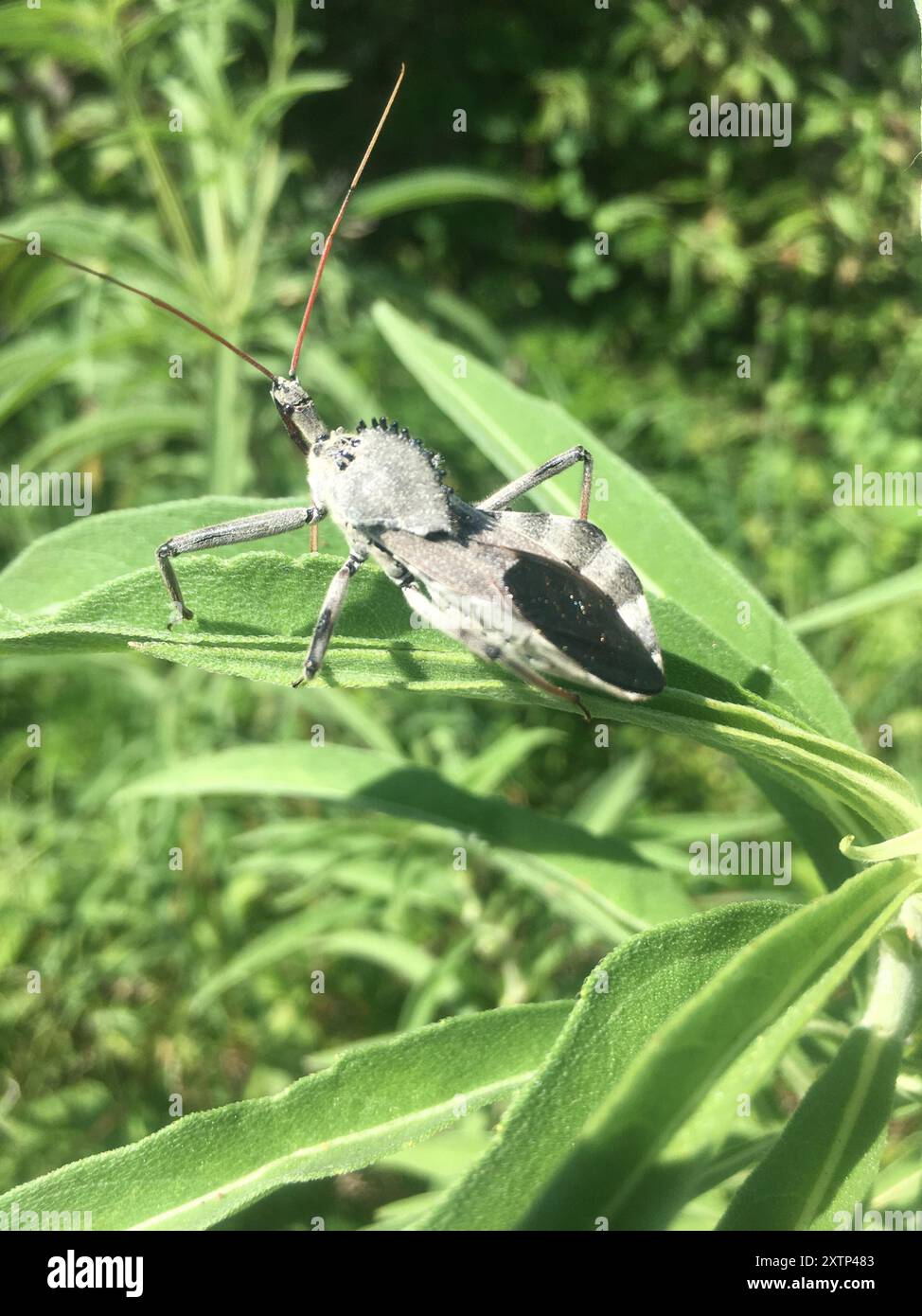 North American Wheel Bug (Arilus cristatus) Insecta Stock Photo - Alamy