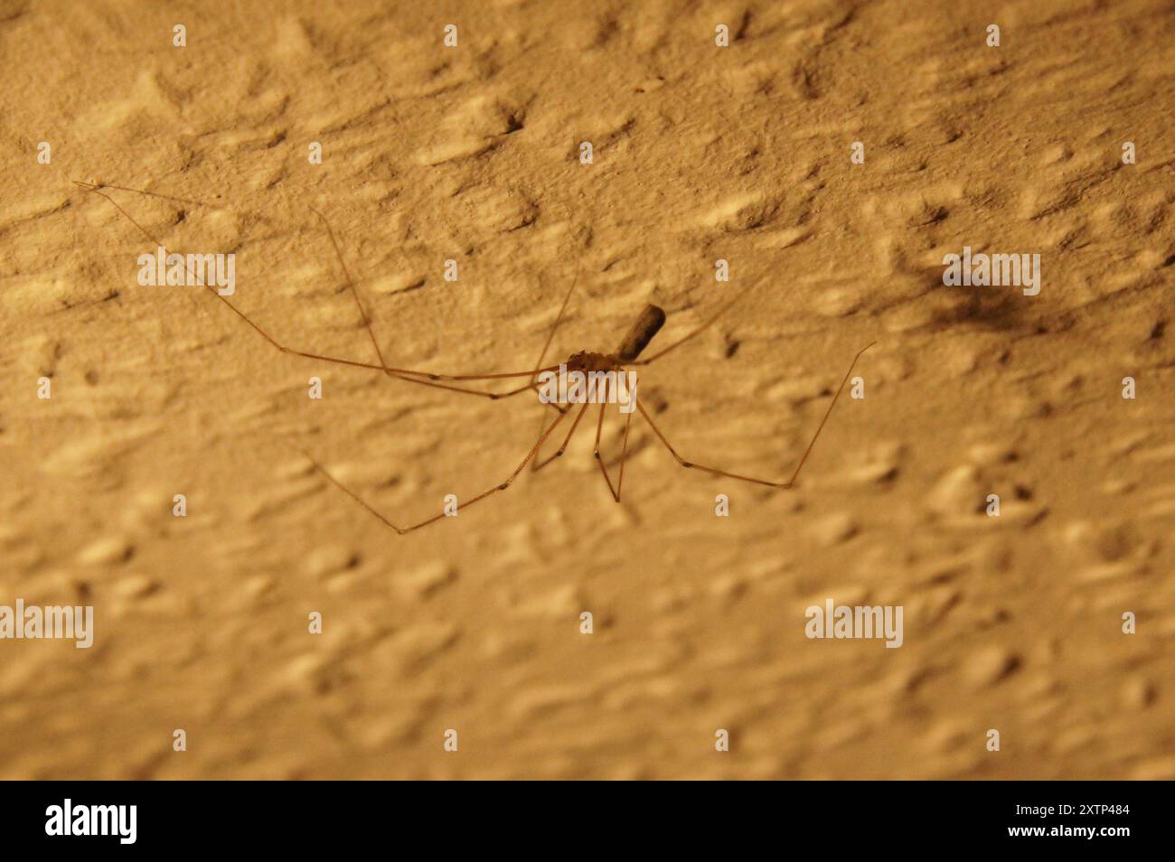 Long-bodied Cellar Spider (Pholcus phalangioides) Arachnida Stock Photo ...