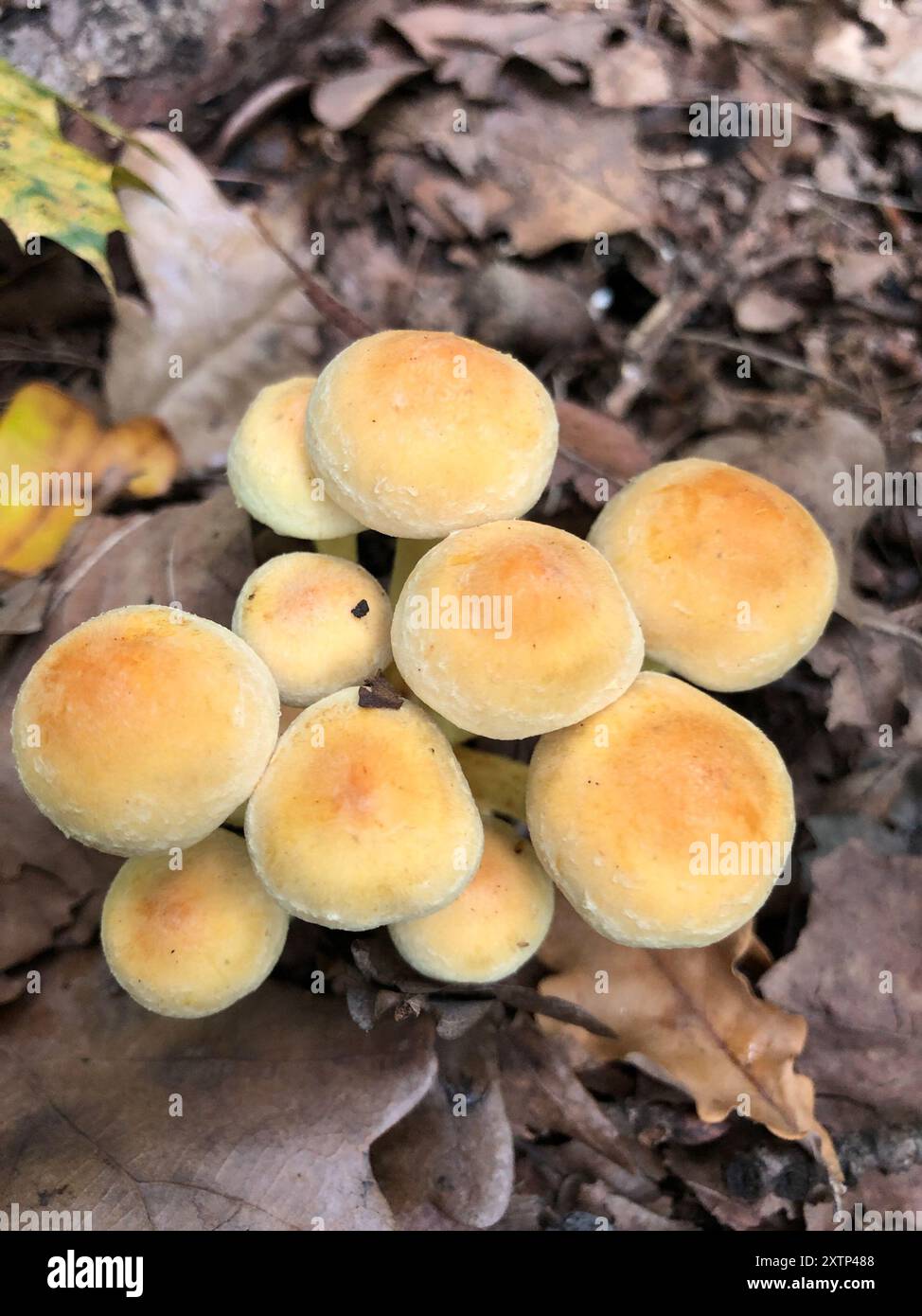 Sulphur Tuft (Hypholoma fasciculare) Fungi Stock Photo - Alamy