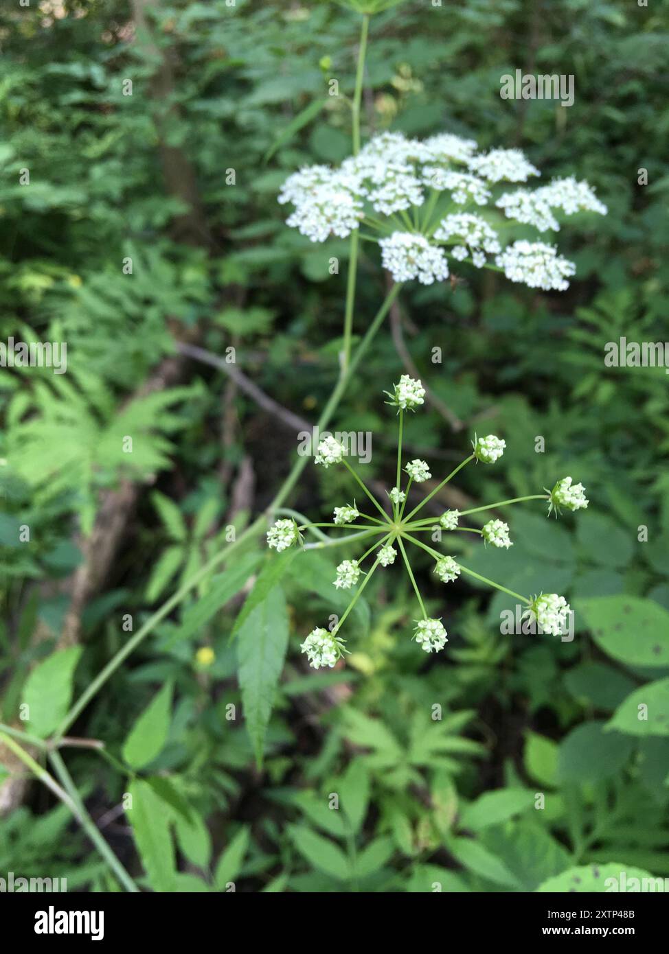 water hemlock (Cicuta maculata) Plantae Stock Photo - Alamy