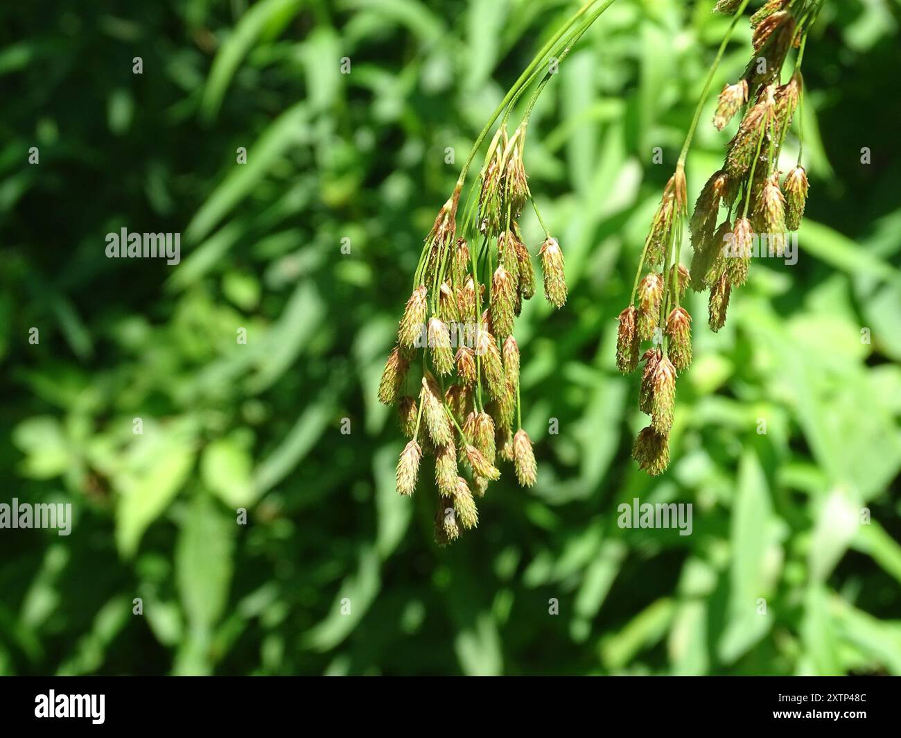 nodding bulrush (Scirpus pendulus) Plantae Stock Photo - Alamy