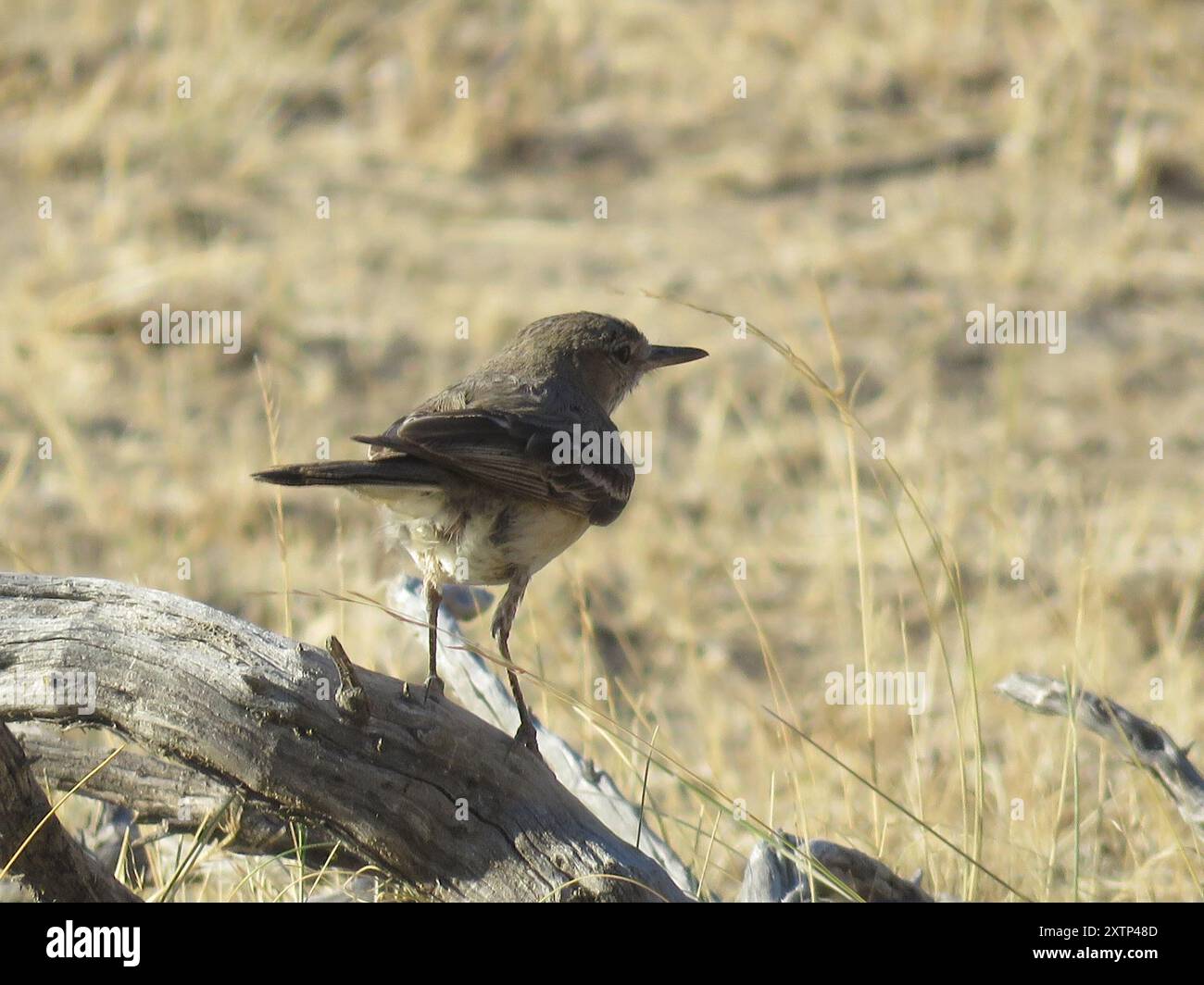 Lesser Shrike-Tyrant (Agriornis murinus) Aves Stock Photo - Alamy