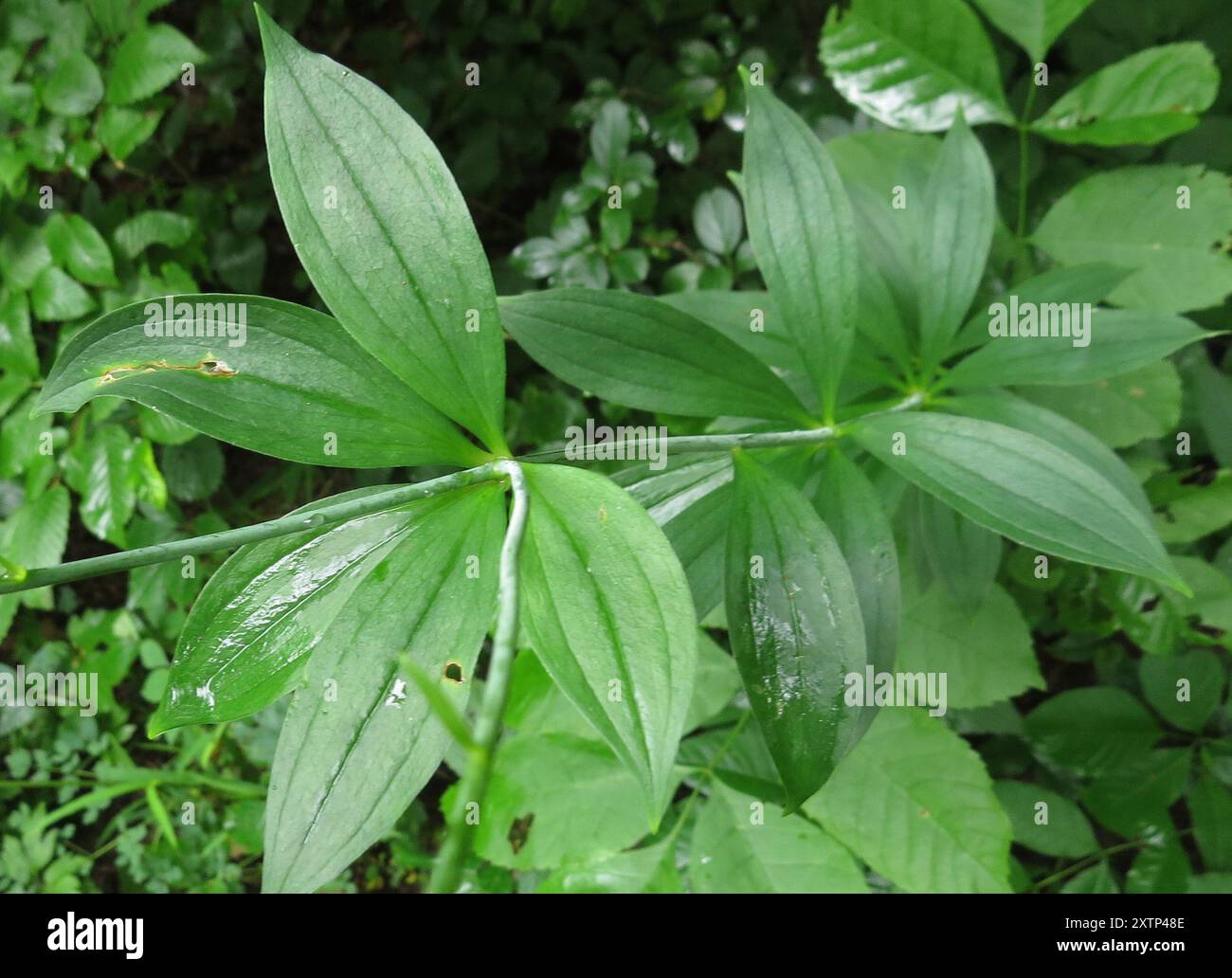 Michigan lily (Lilium michiganense) Plantae Stock Photo - Alamy