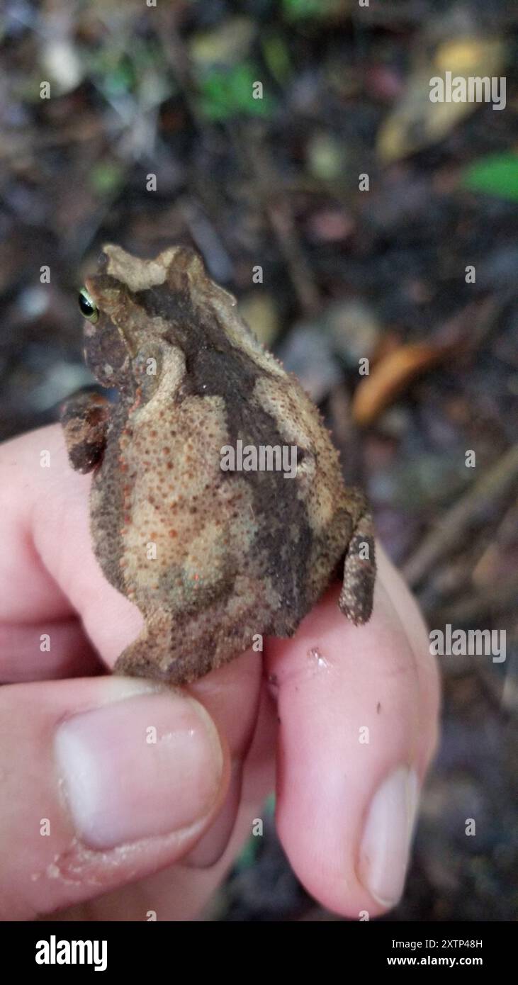 Forest Toad (Rhinella alata) Amphibia Stock Photo - Alamy