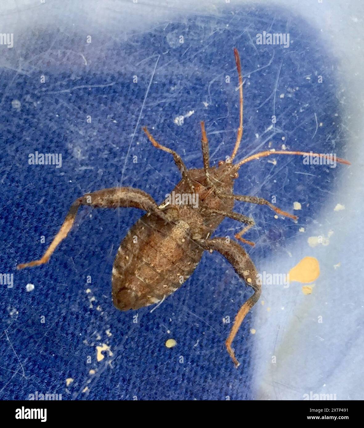 Helmeted Squash Bug (Euthochtha galeator) Insecta Stock Photo - Alamy