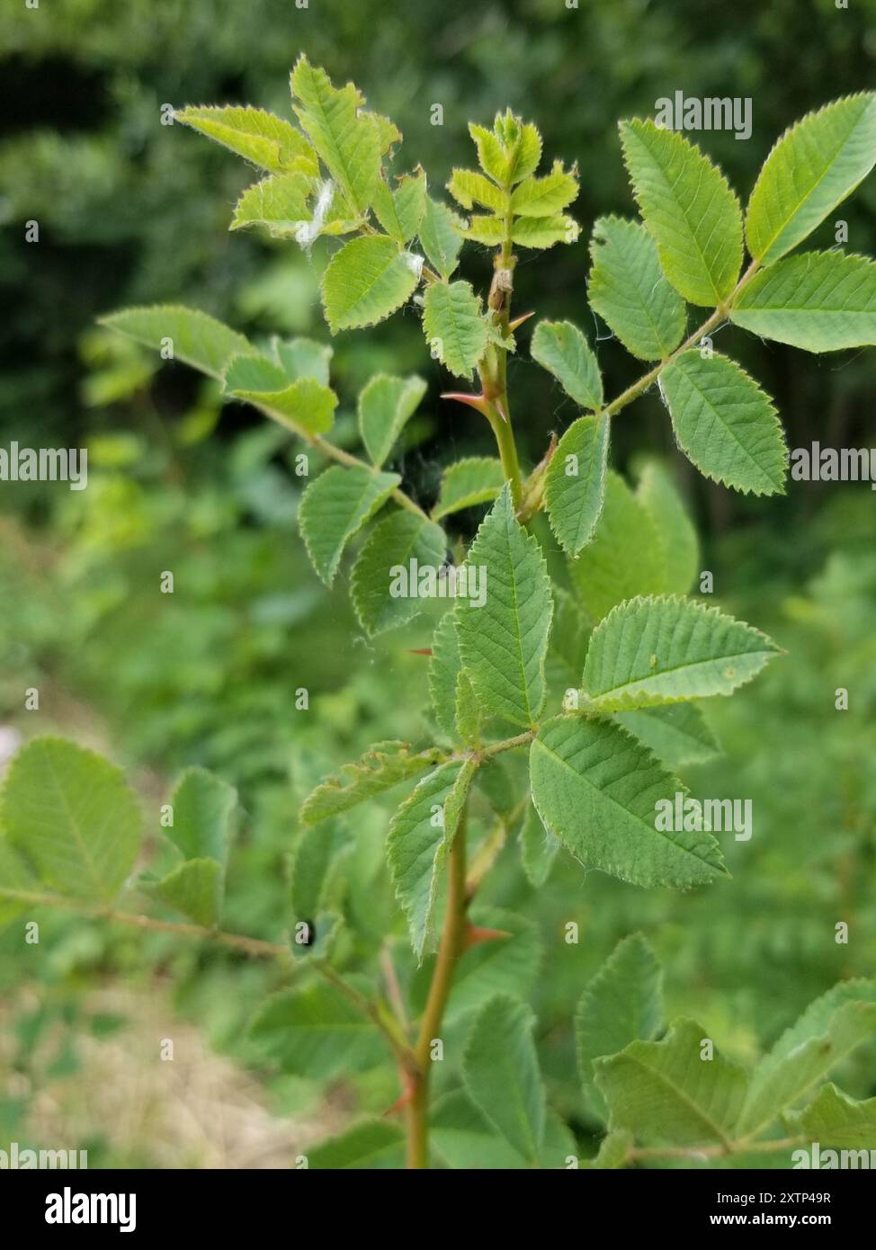 Nootka rose (Rosa nutkana) Plantae Stock Photo - Alamy