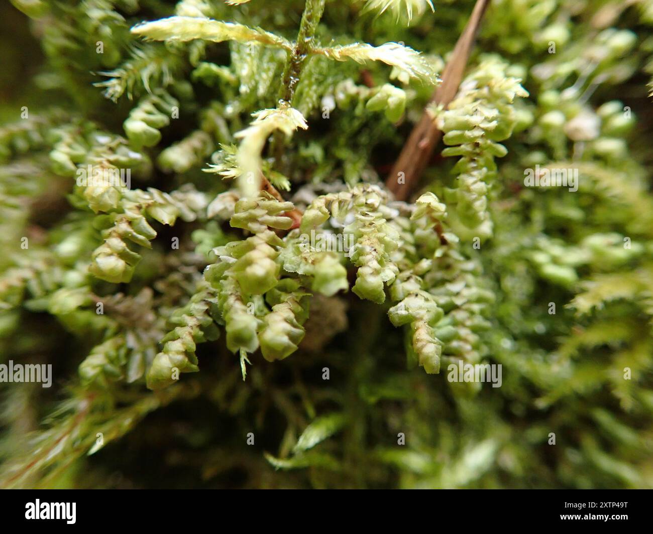 Yellow-ladle Liverwort (Scapania bolanderi) Plantae Stock Photo - Alamy