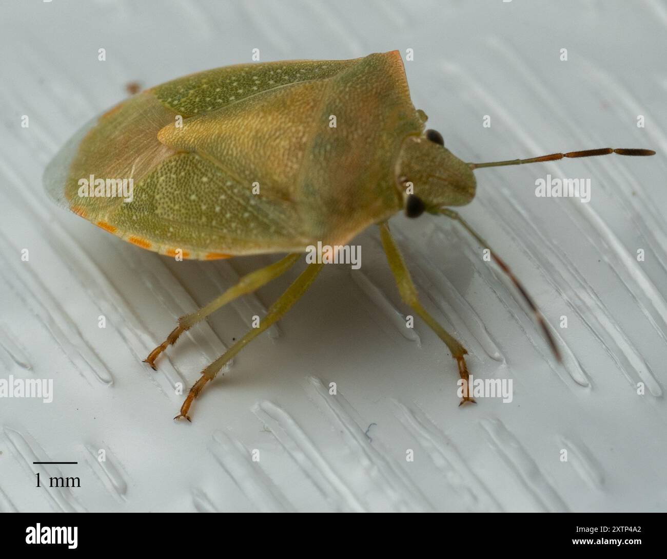 Red-shouldered Stink Bug (Thyanta custator) Insecta Stock Photo - Alamy