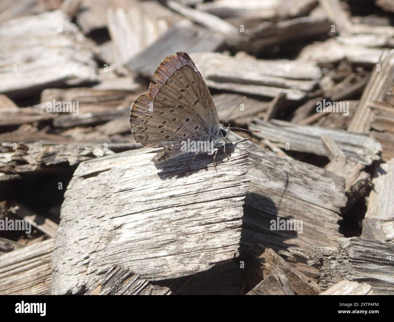 Northern Azure (Celastrina lucia) Insecta Stock Photo - Alamy