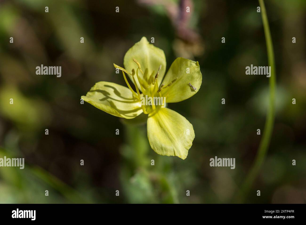 hairy evening primrose (Oenothera villosa) Plantae Stock Photo - Alamy