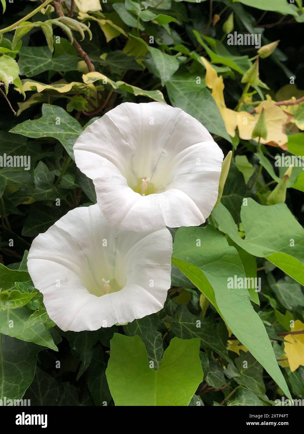large bindweed (Calystegia silvatica) Plantae Stock Photo - Alamy