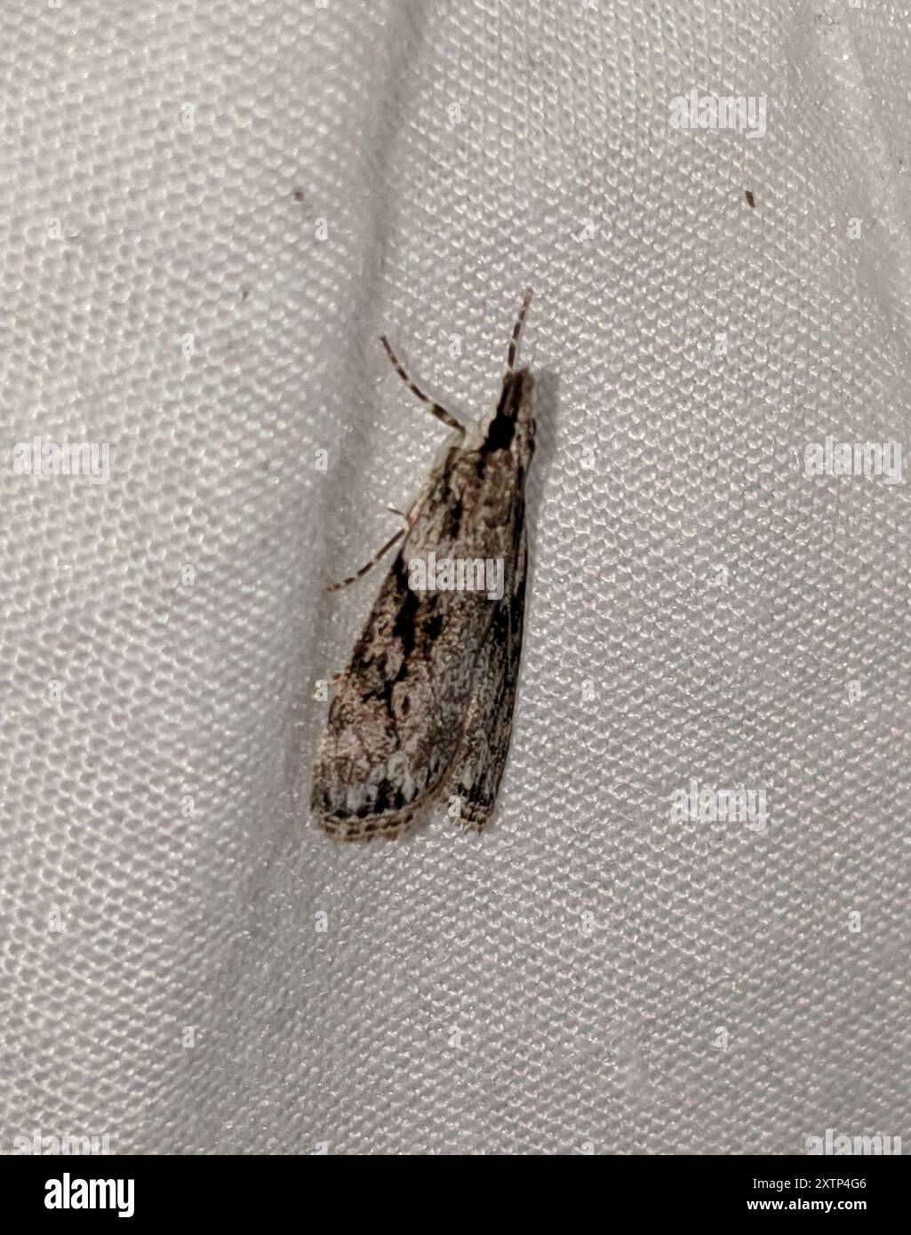 Double-striped Scoparia Moth (Scoparia biplagialis) Insecta Stock Photo ...