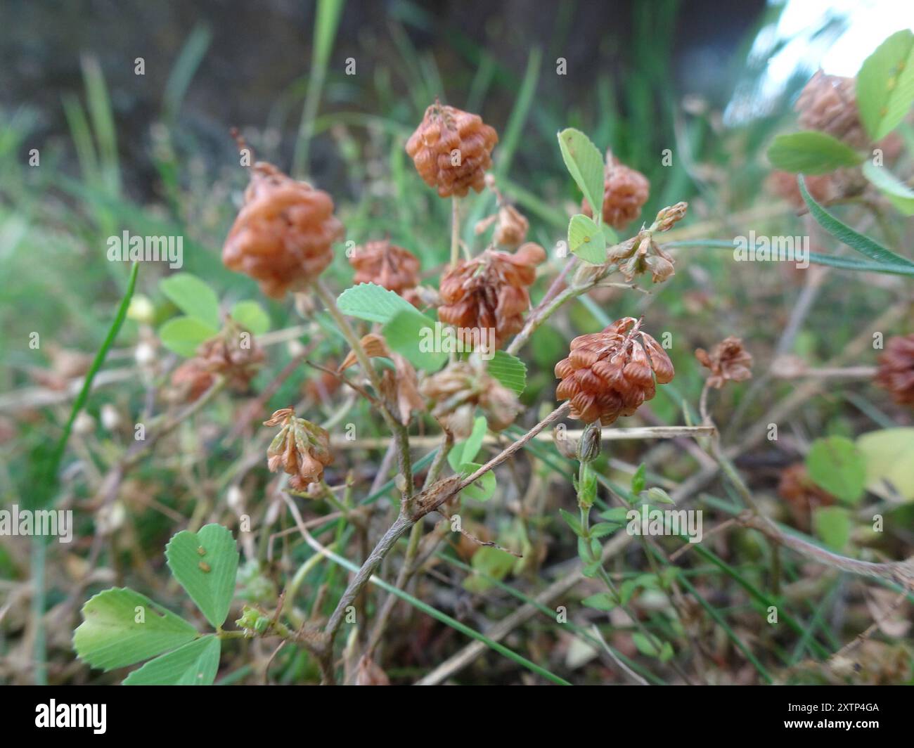 hop trefoil (Trifolium campestre) Plantae Stock Photo - Alamy
