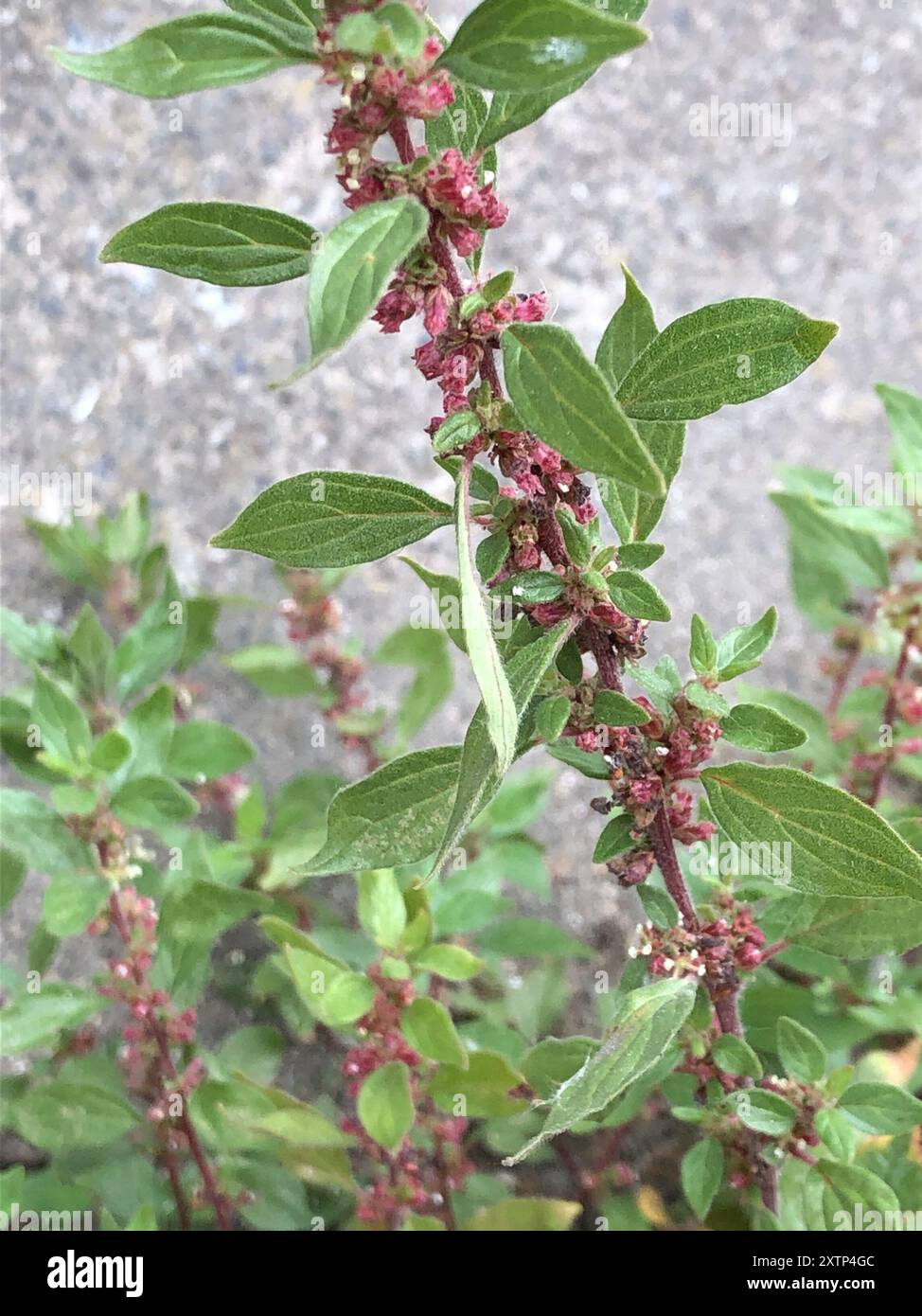 pellitory-of-the-wall (Parietaria judaica) Plantae Stock Photo - Alamy