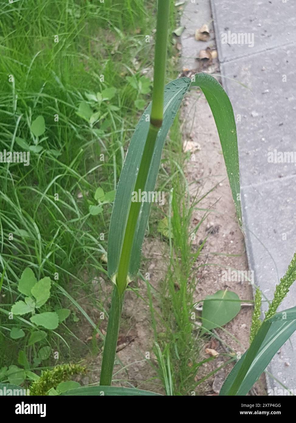 barnyardgrass (Echinochloa crus-galli) Plantae Stock Photo - Alamy