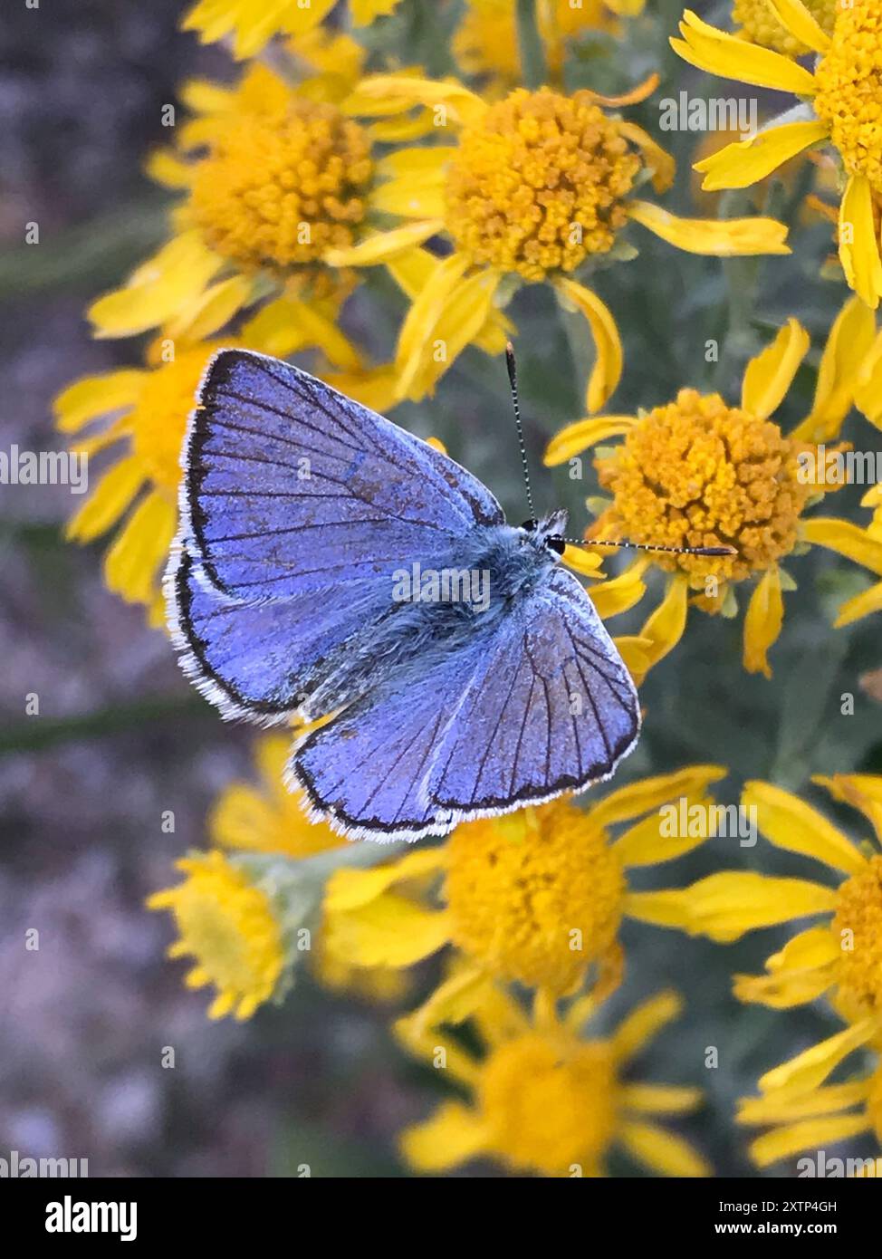 Blue Copper (Tharsalea heteronea) Insecta Stock Photo - Alamy