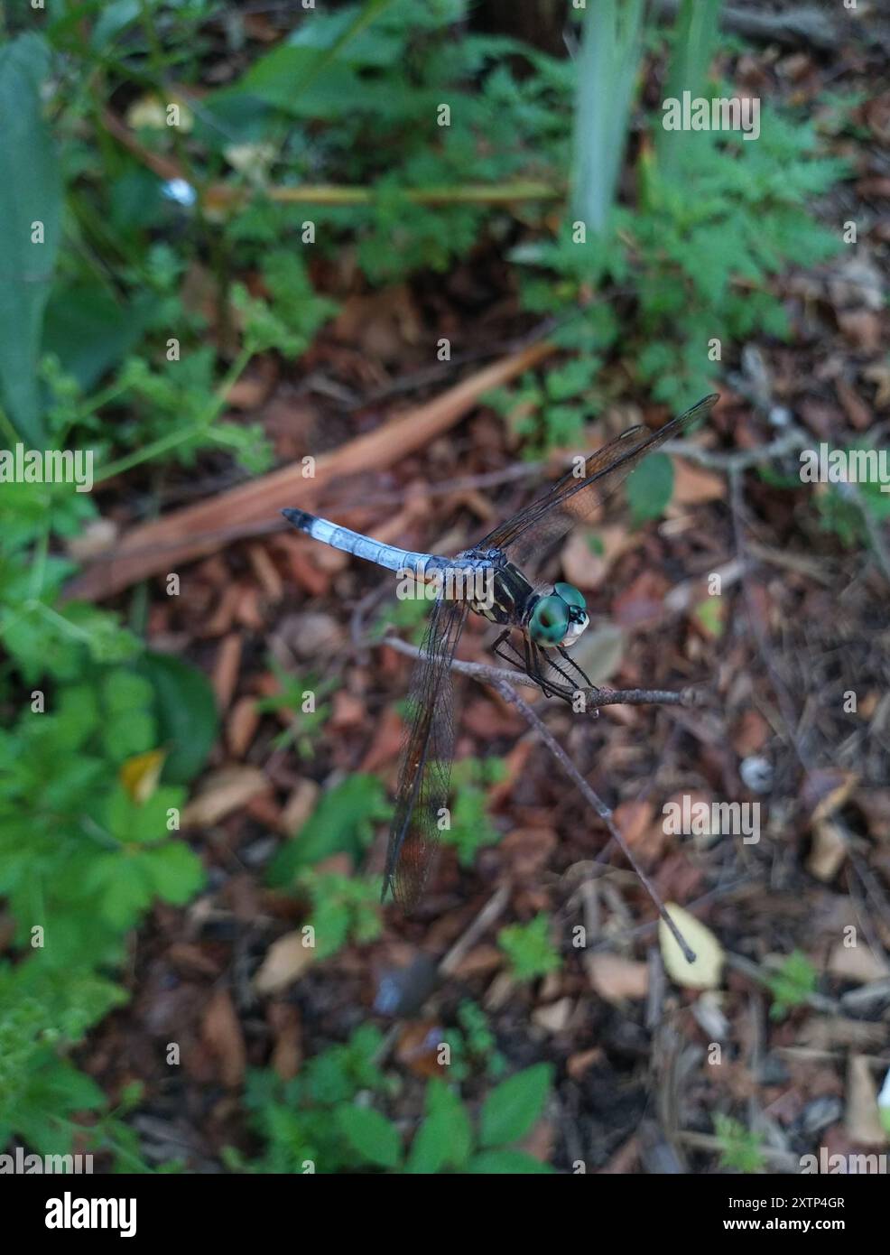 Blue Dasher (Pachydiplax longipennis) Insecta Stock Photo - Alamy