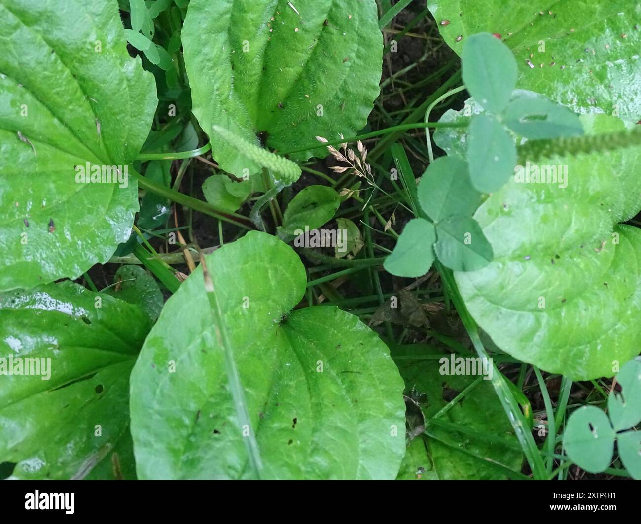 American plantain (Plantago rugelii) Plantae Stock Photo - Alamy