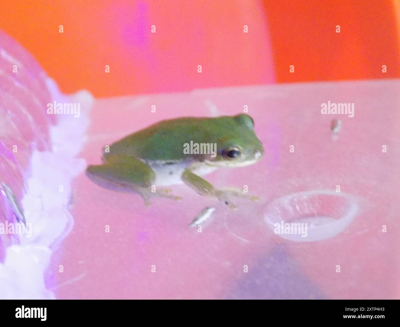 Squirrel Treefrog (Hyla squirella) Amphibia Stock Photo - Alamy