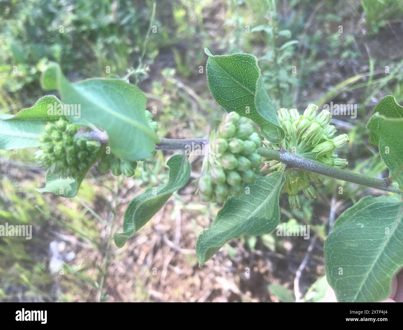 green comet milkweed (Asclepias viridiflora) Plantae Stock Photo - Alamy
