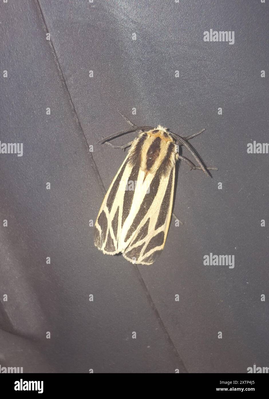 Harnessed moth hi-res stock photography and images - Alamy